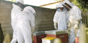 BeeGuard : retour sur 10 ans d'innovation agricole